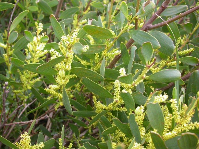 Surf Coast Nature Search